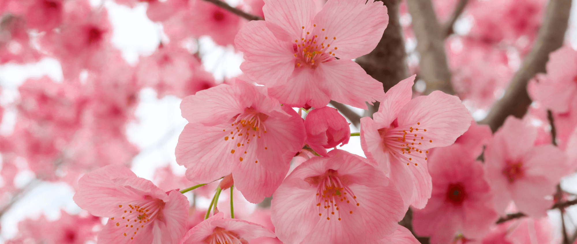 Blossom Day - Ordsall Hall